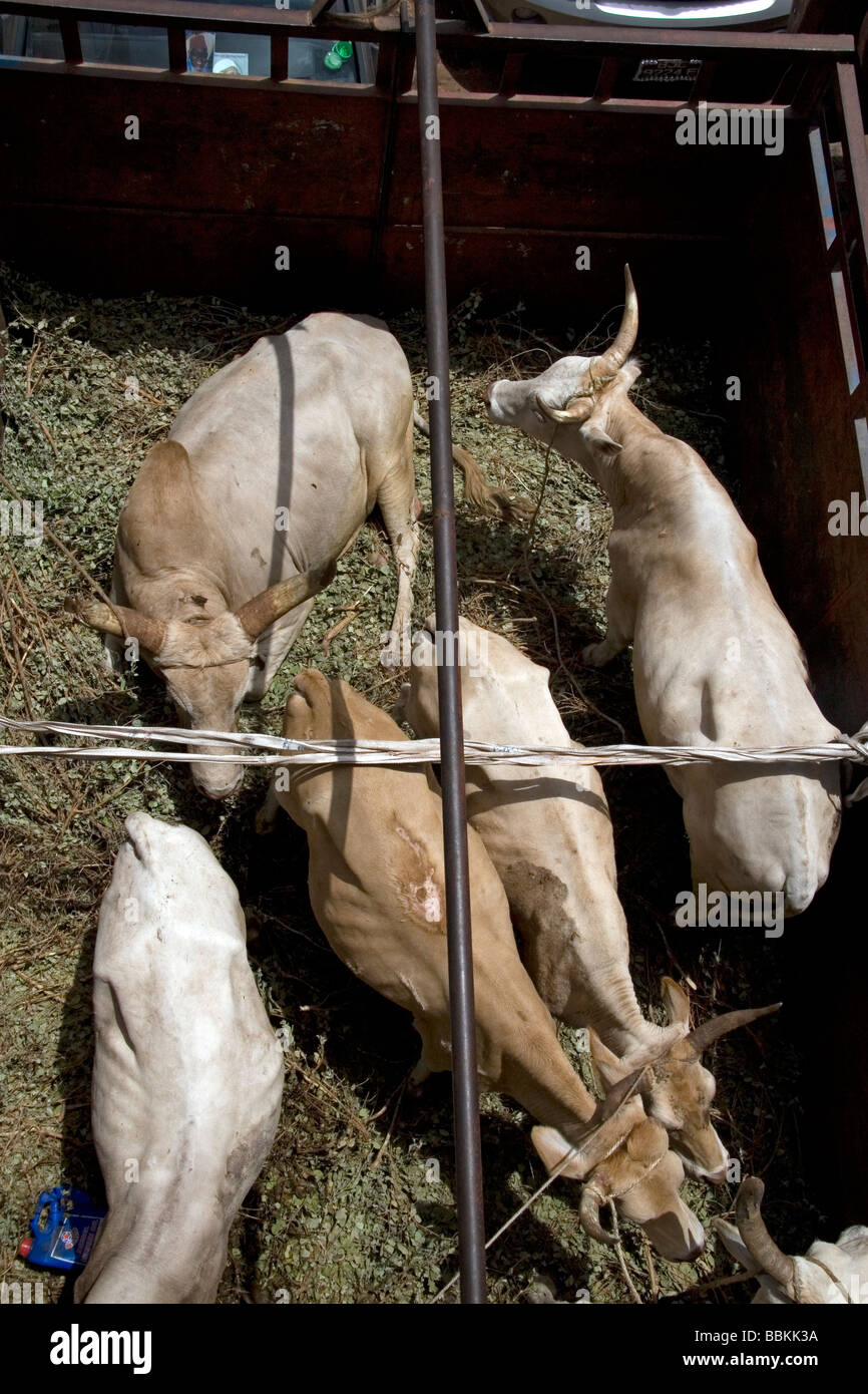 Livestock lorry ferry hi-res stock photography and images - Alamy