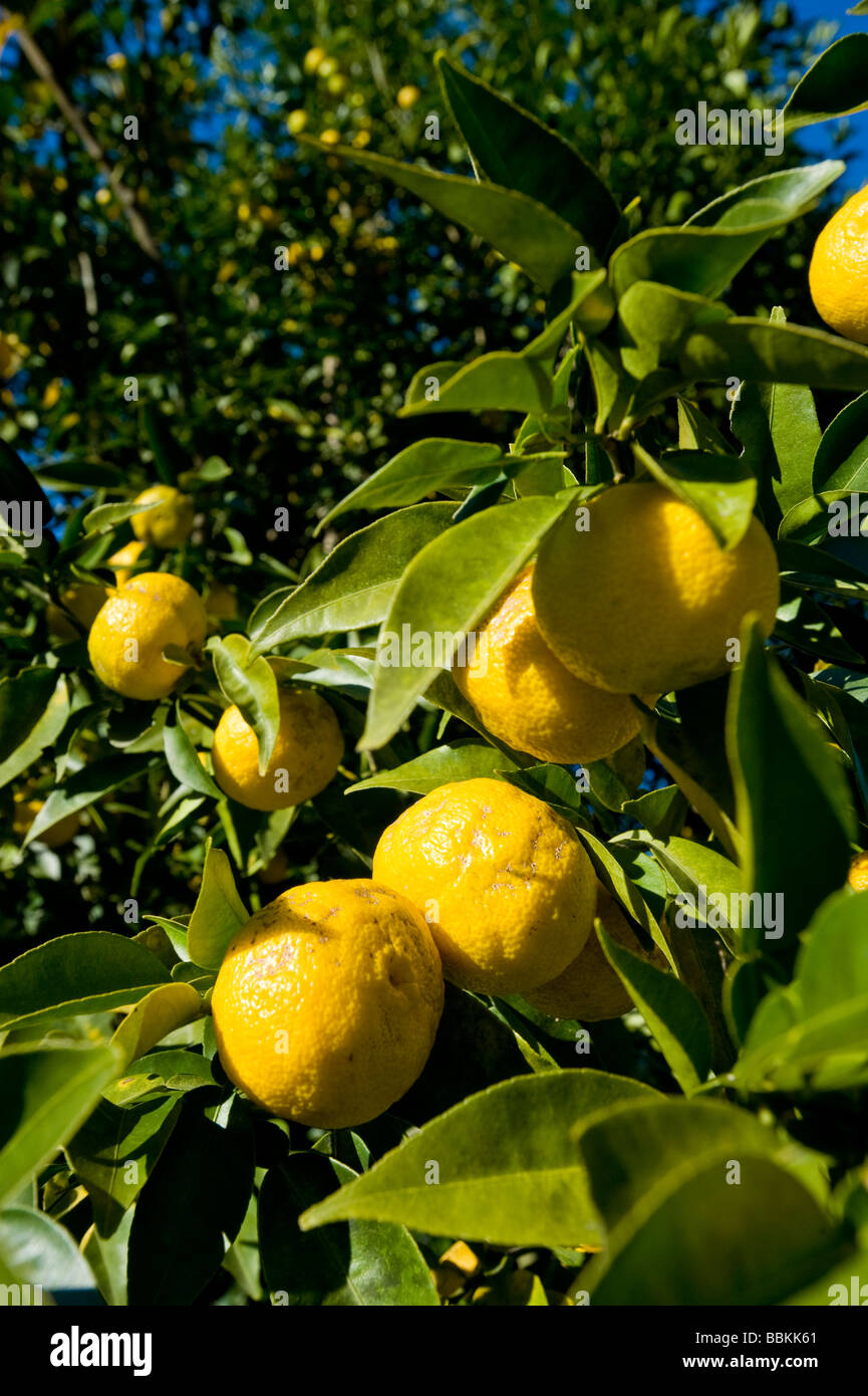 Akiota town hi-res stock photography and images - Alamy