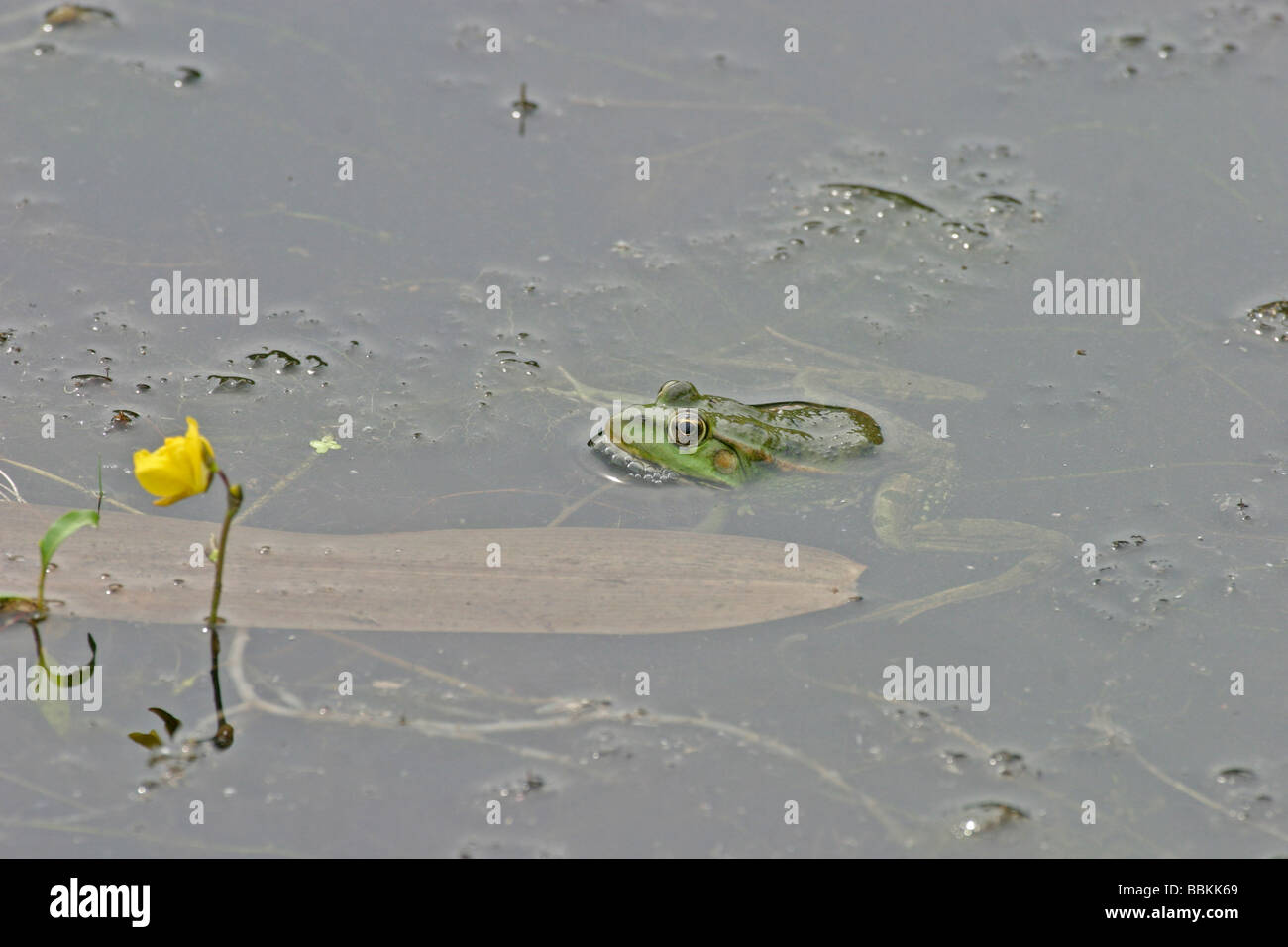 EDIBLE FROG WITH NOSE JUST OUT OF WATER SV Stock Photo - Alamy