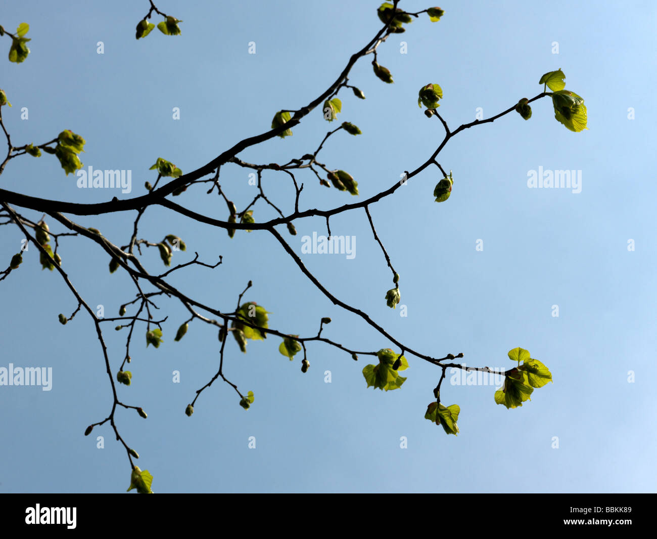 Tree leaves bursting hi-res stock photography and images - Alamy