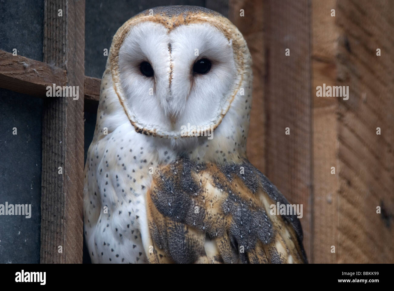 Barn Owl Tyto alba Stock Photo - Alamy