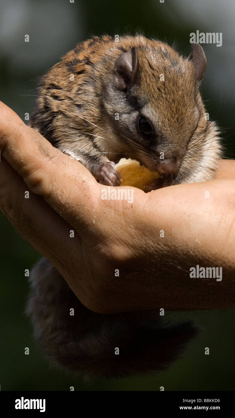 Northern flying squirrel hi-res stock photography and images - Alamy