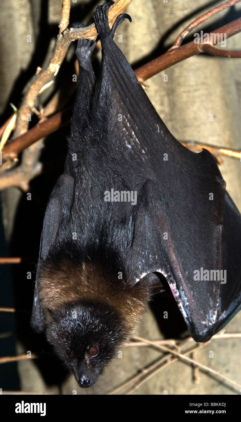 Rodrigues Fruit Bat Pteropus rodricensis Pueblo Zoo Colorado USA Stock ...