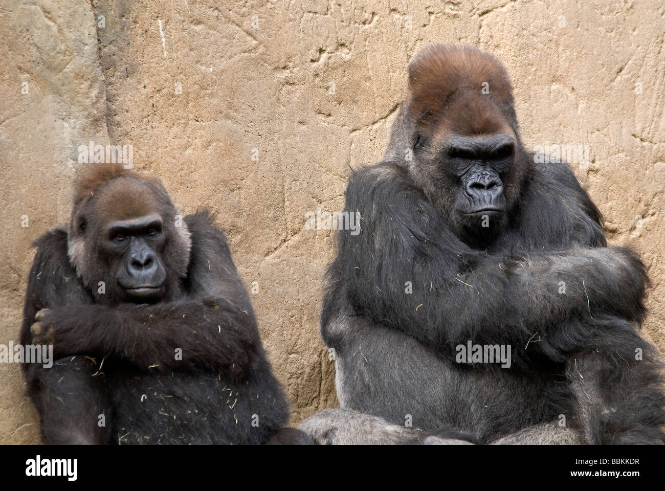 Western Lowland Gorilla Gorilla gorilla gorilla Wild Animal Park ...