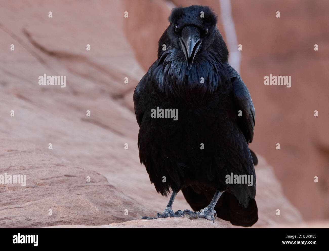 Common Raven Corvus corax Arches National Park Utah USA Stock Photo - Alamy