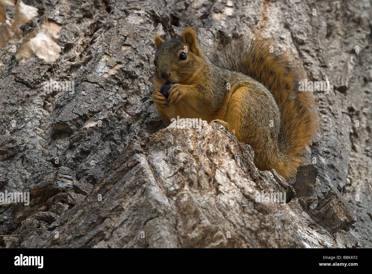 Eastern Fox Squirrel Sciurus niger Pueblo Nature Center Colorado USA ...