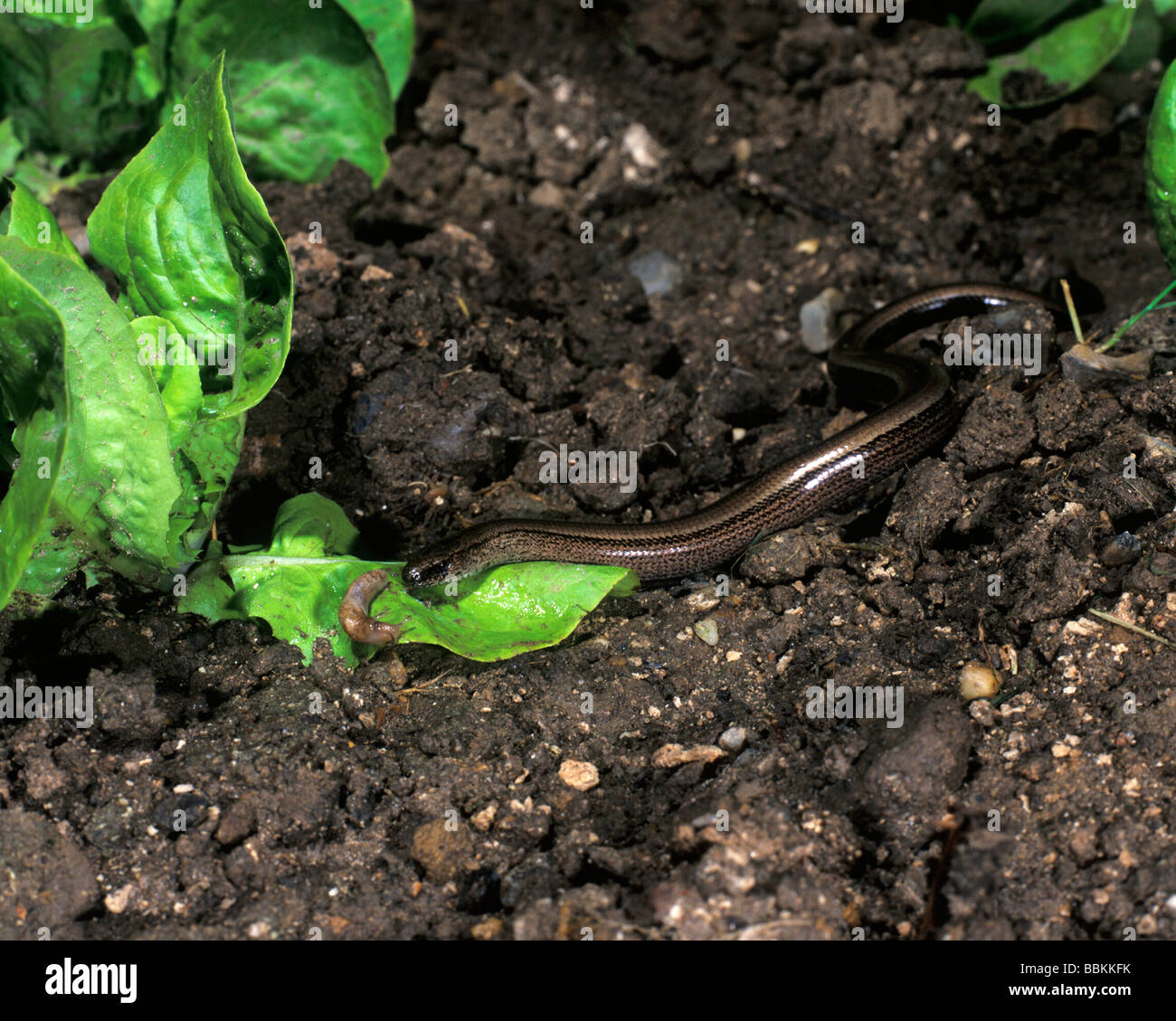 SLOW WORM Anguis fragilis ABOUT TO CATCH SLUG ON LETTUCE Stock Photo ...