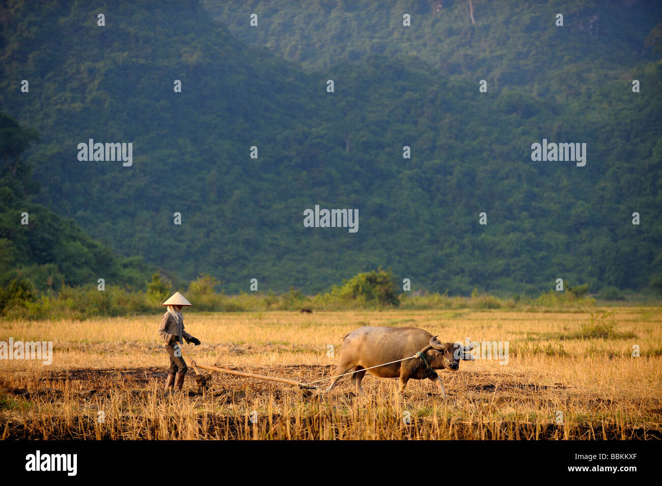 Farmer and ox plowing fields in front of karst mountains, Ninh Binh ...