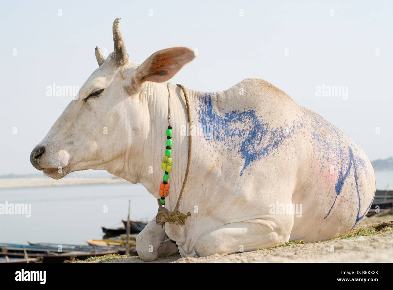 Indian Sacred Cow