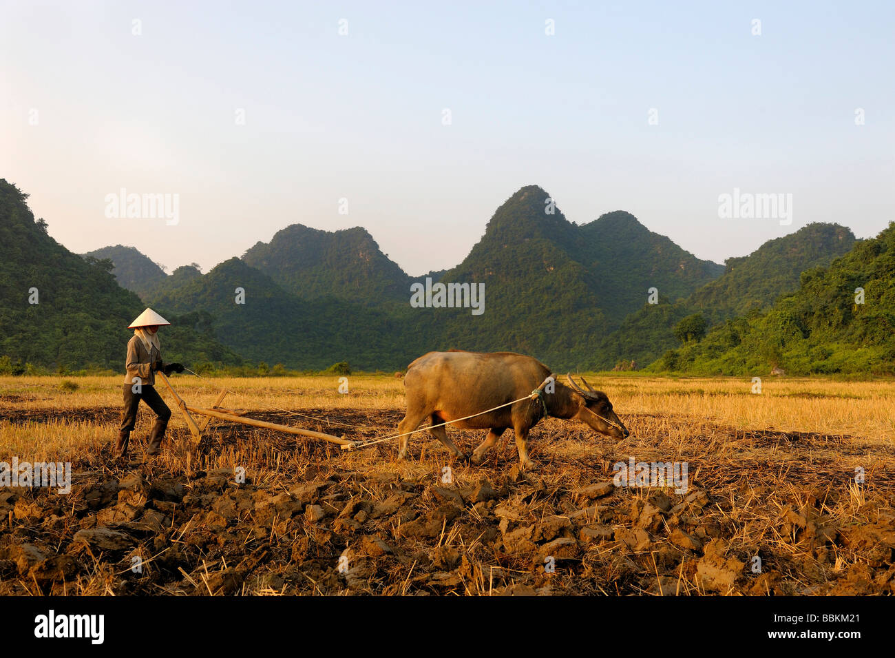 Farmer and ox plowing fields in front of karst mountains, Ninh Binh ...