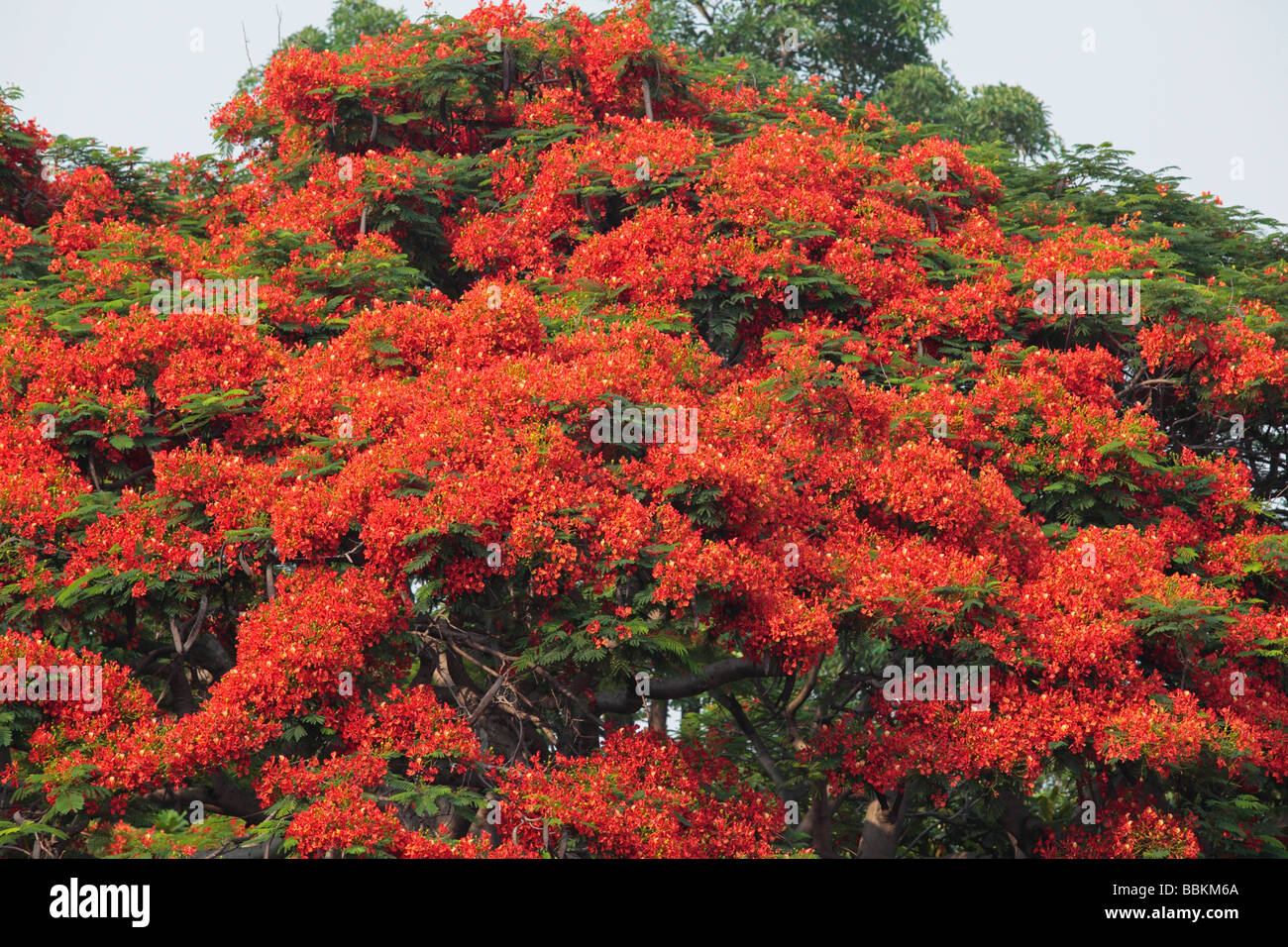 Flowers of Flame tree bloom in summer Stock Photo - Alamy