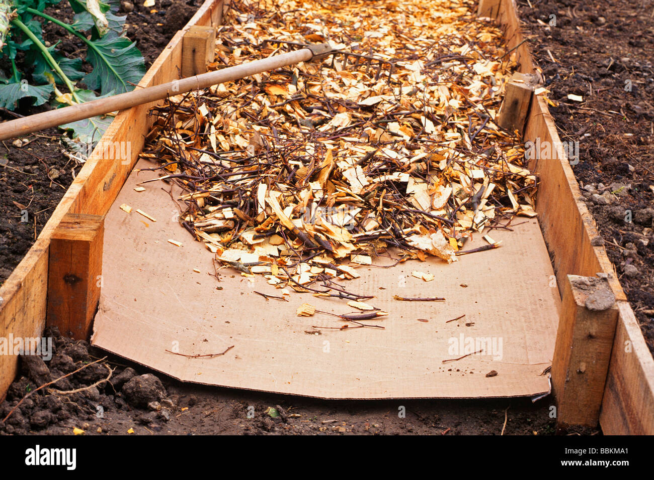 CARDBOARD WILL SMOTHER WEEDS UNDER A WOODCHIP PATH Stock Photo - Alamy