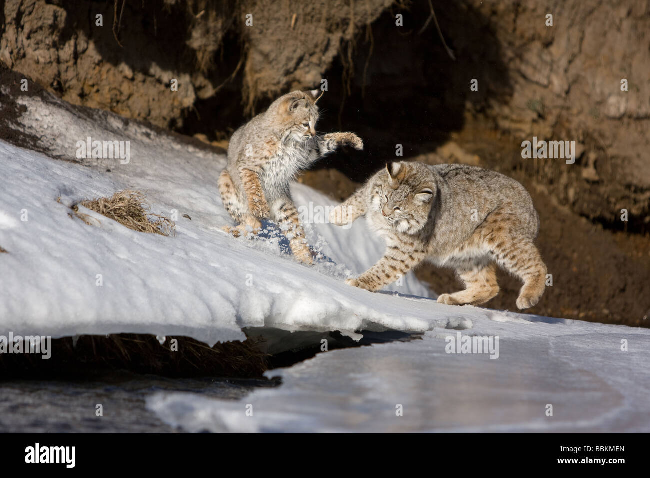 Bobcat fighting hi-res stock photography and images - Alamy