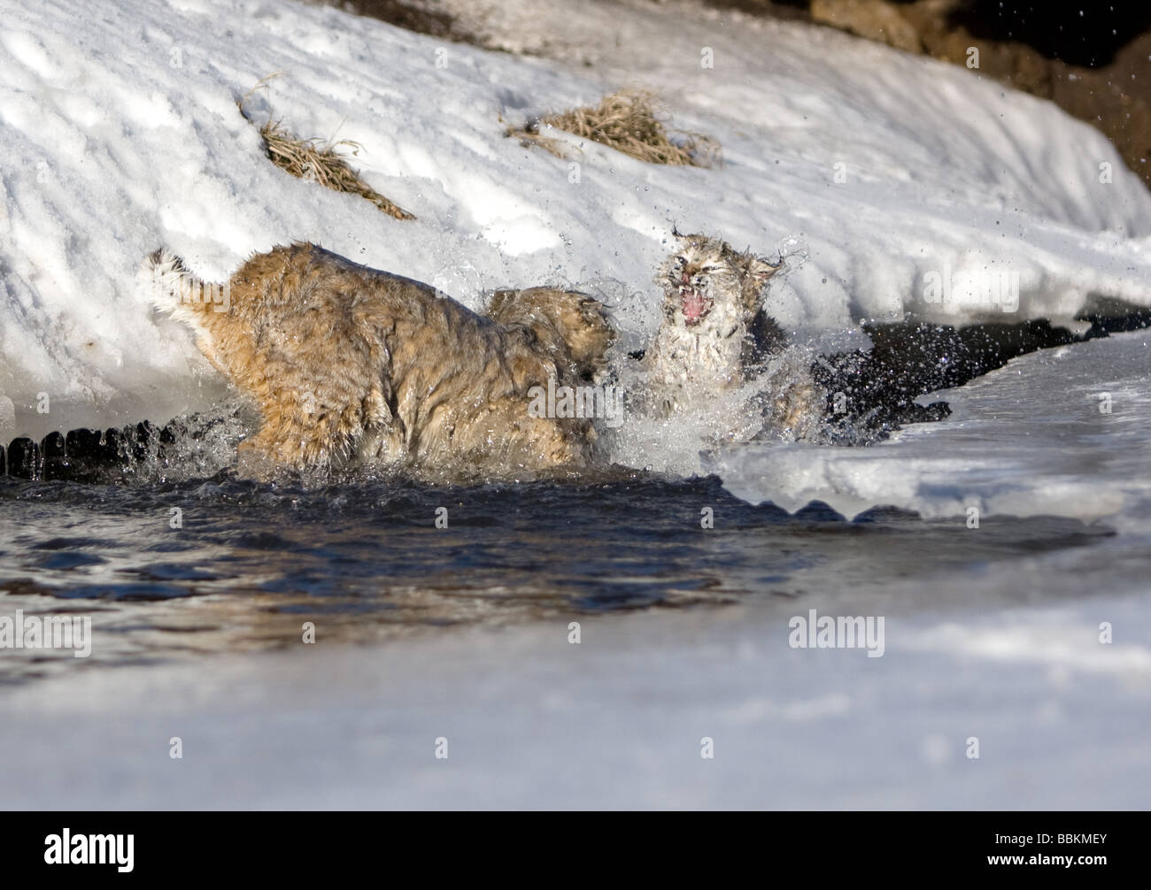 Bobcat fighting hi-res stock photography and images - Alamy