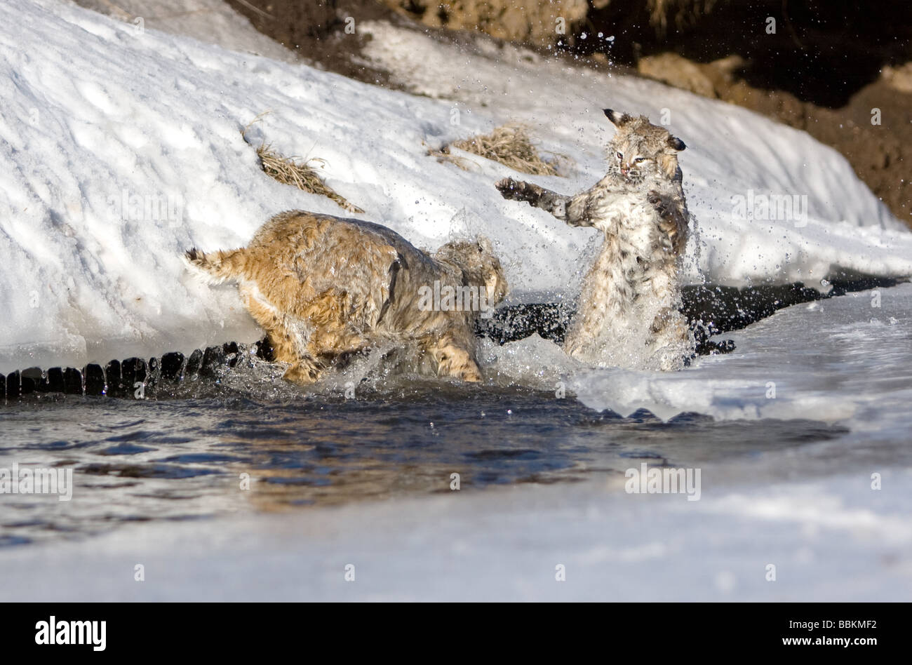Bobcat fighting hi-res stock photography and images - Alamy