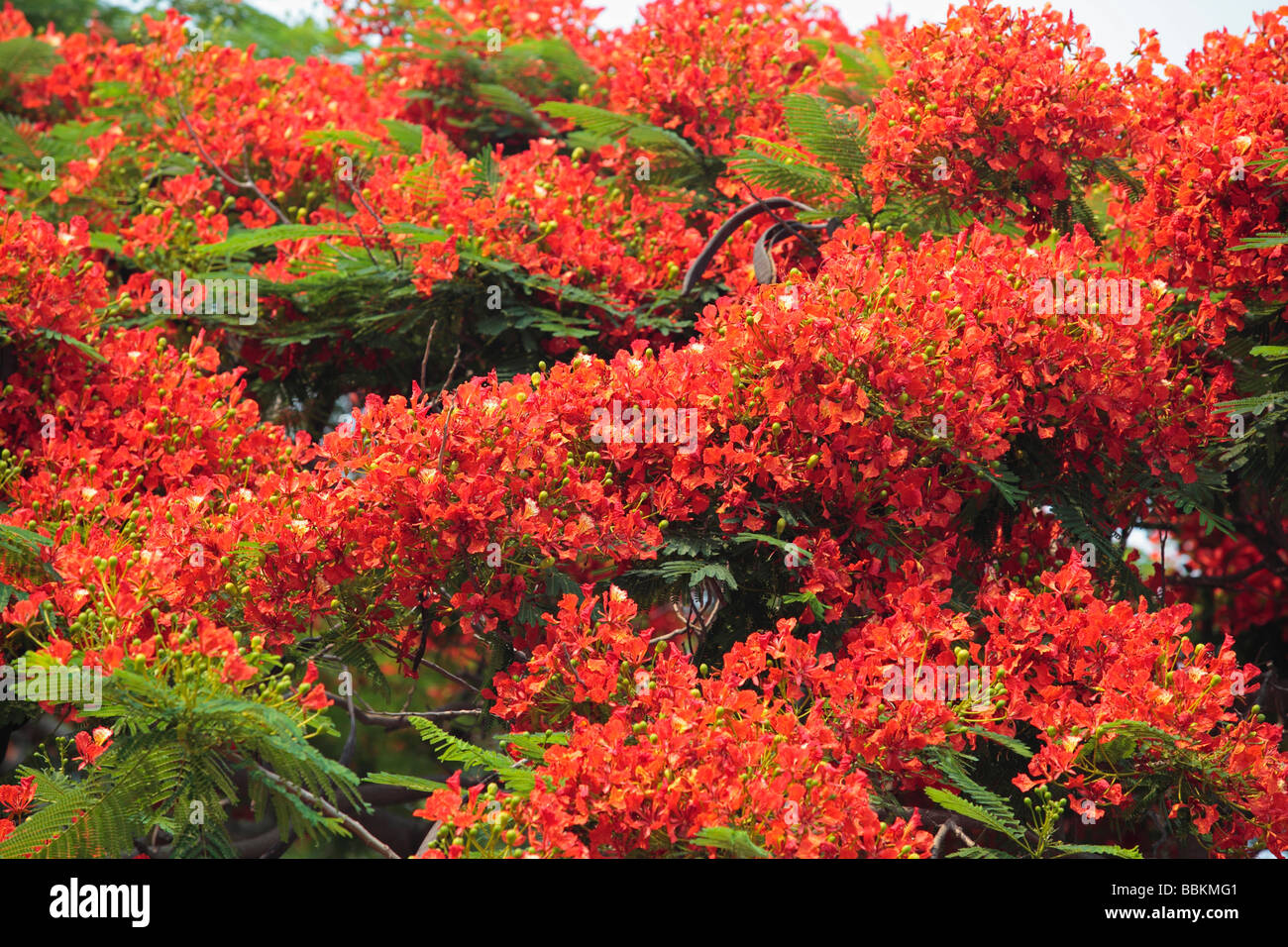 Flowers of Flame tree bloom in summer Stock Photo - Alamy
