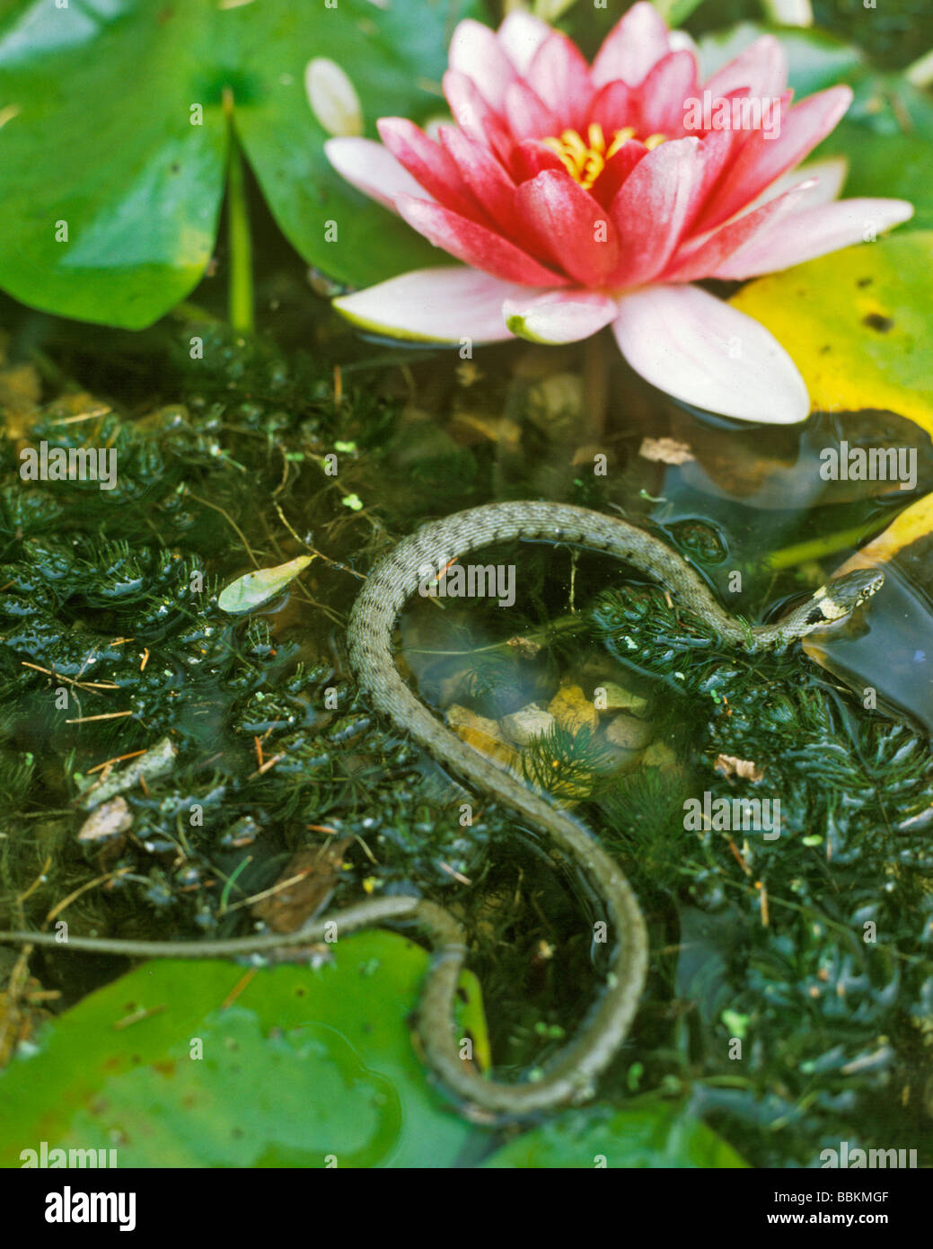 GRASS SNAKE Natrix natrix SWIMMING ACROSS POND Stock Photo - Alamy