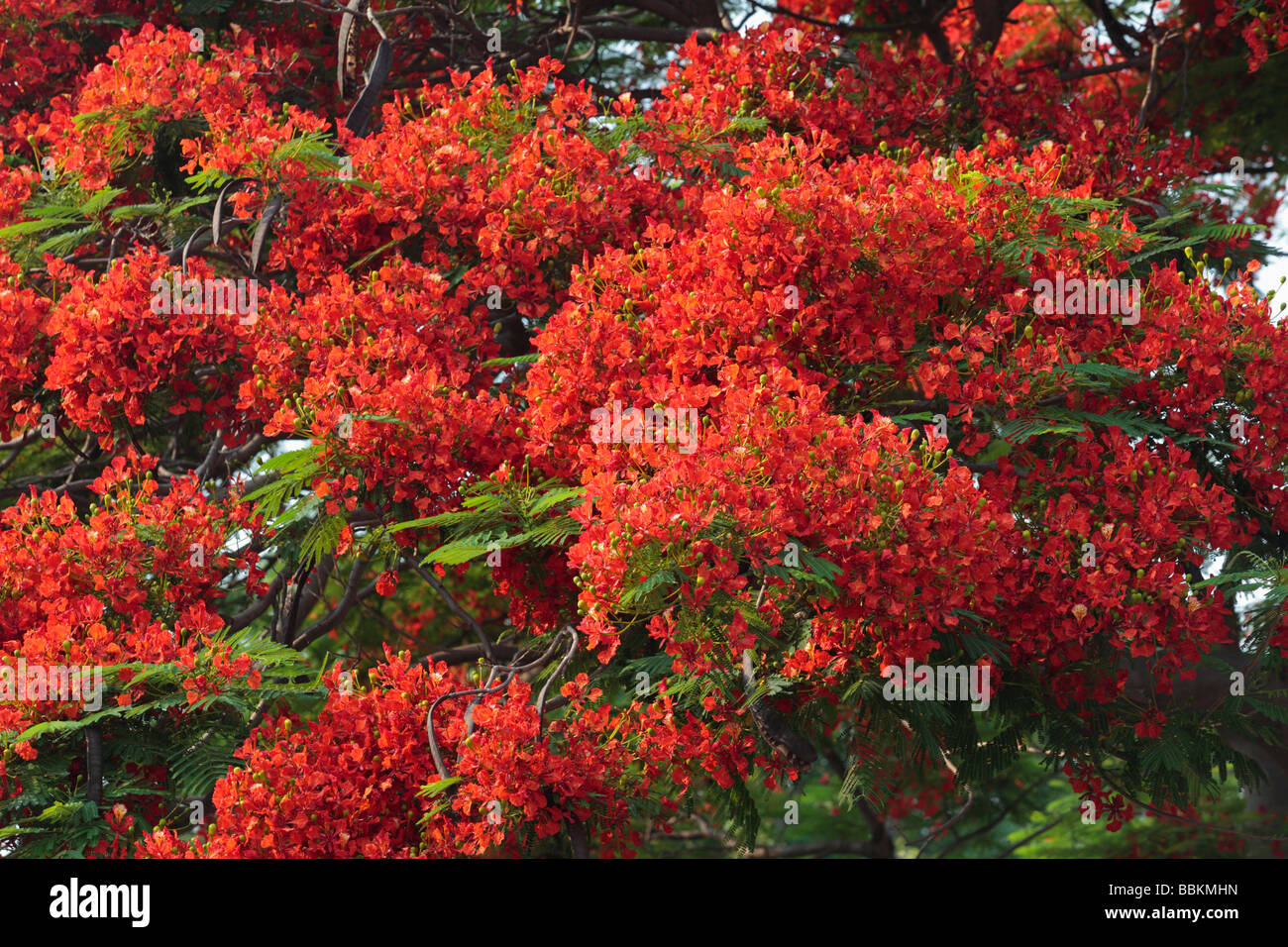 Flowers of Flame tree bloom in summer Stock Photo - Alamy