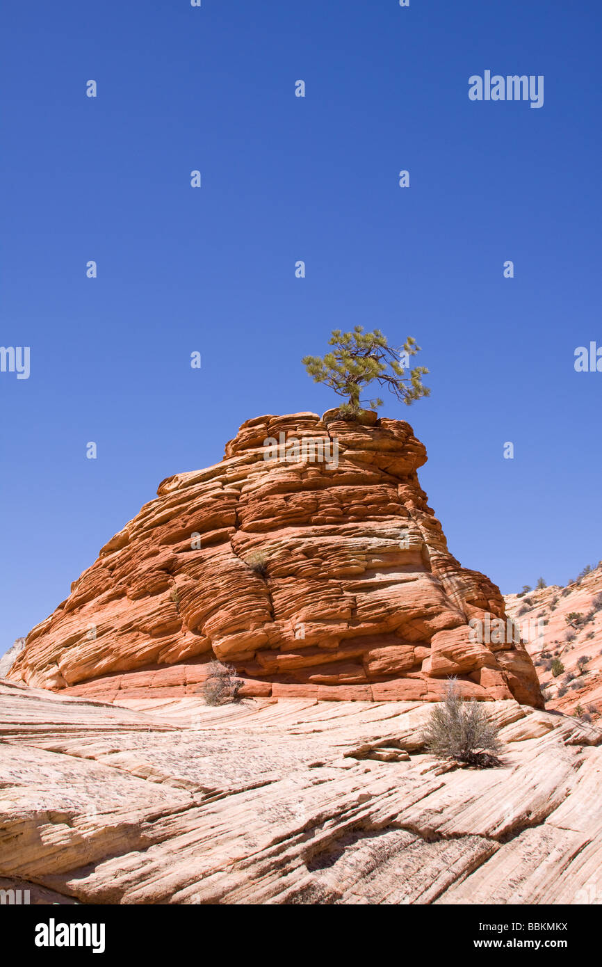 Pinion pine tree growing on sandstone tumulus, near Zion-Mount Carmel ...