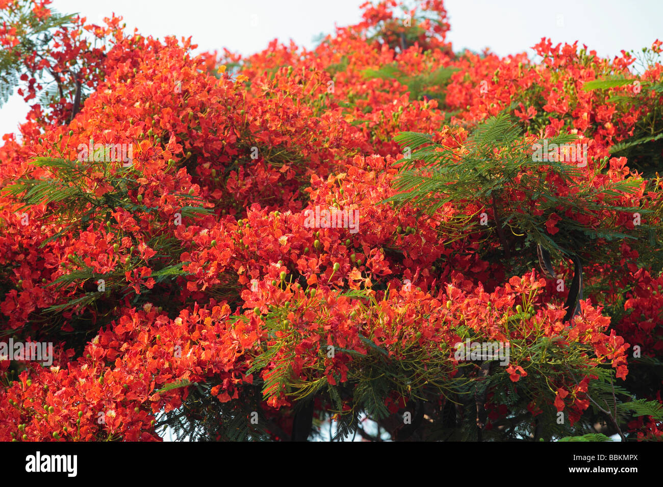Flowers of Flame tree bloom in summer Stock Photo - Alamy