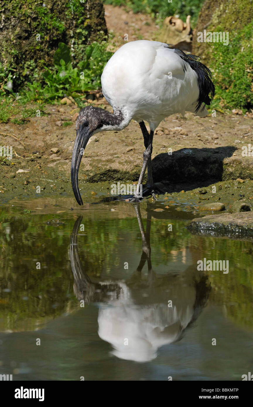 Egyptian ibis hi-res stock photography and images - Alamy