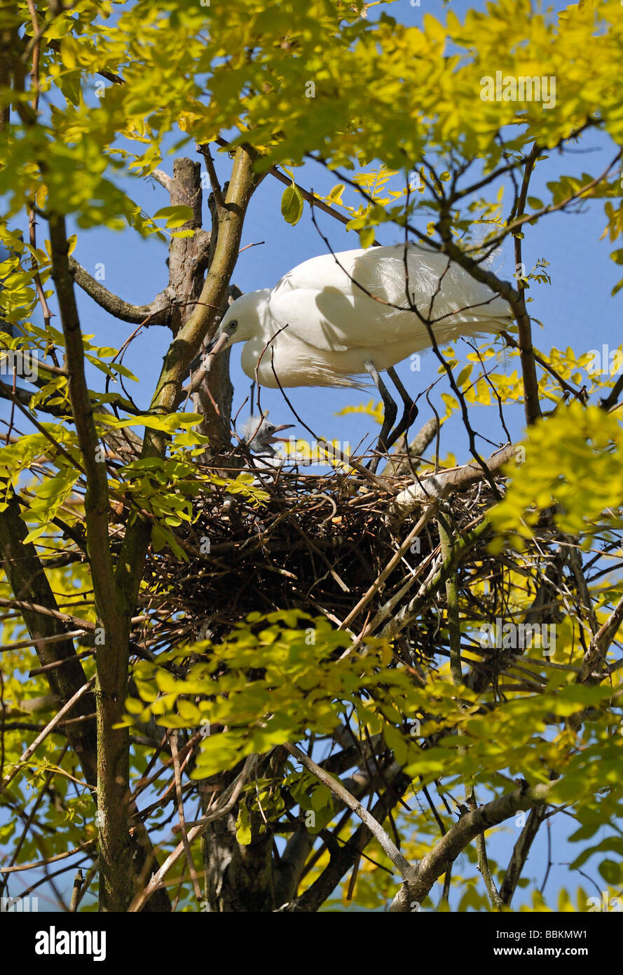 Little egret nest hi-res stock photography and images - Alamy