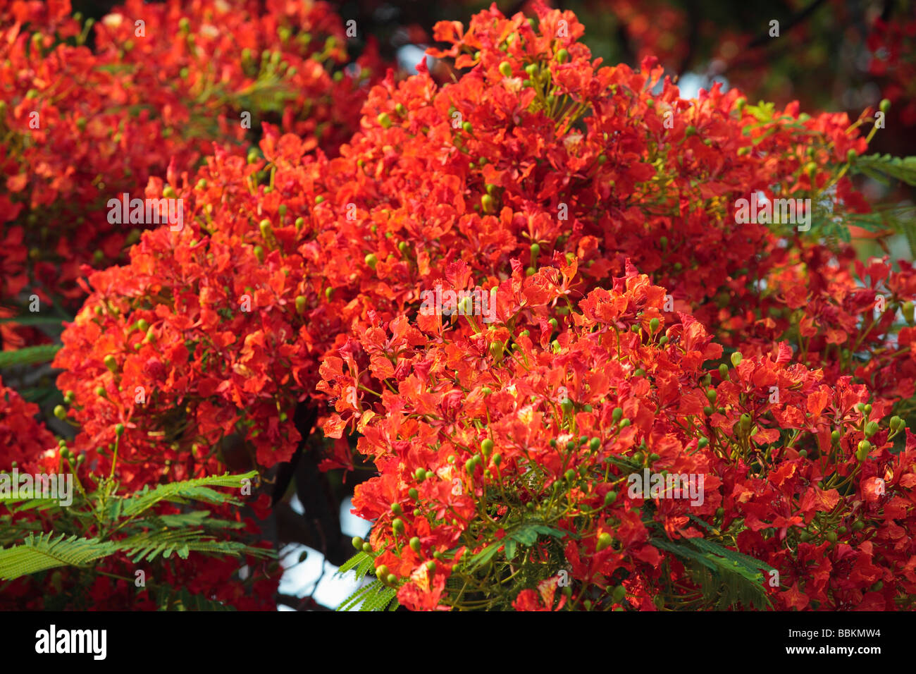 Flowers of Flame tree bloom in summer Stock Photo - Alamy