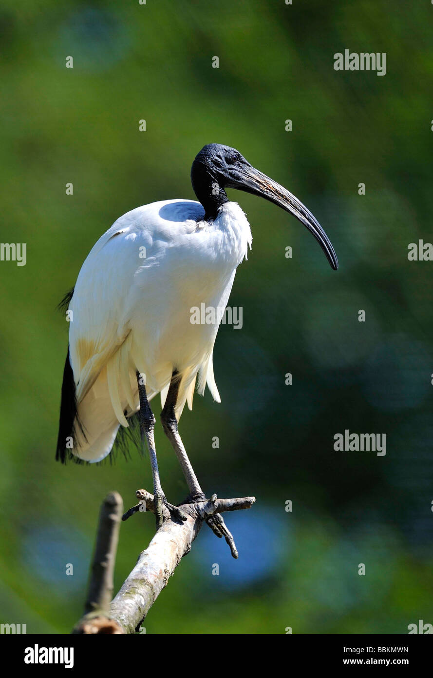 Sacred Ibis Threskiornis bernieri. French: Ibis malgache German ...