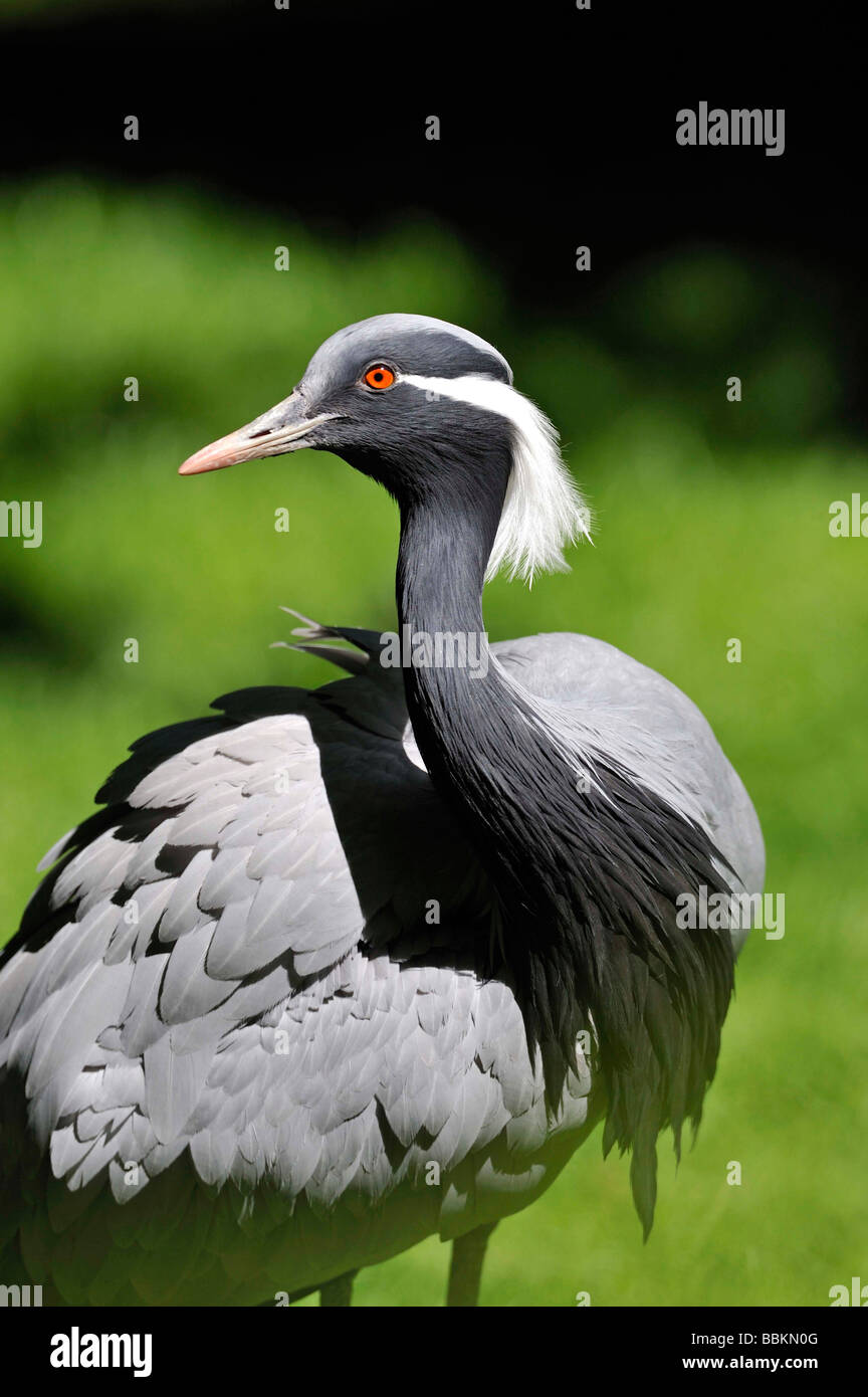 Demoiselle Crane. Anthropoides virgo. French: Grue demoiselle German ...
