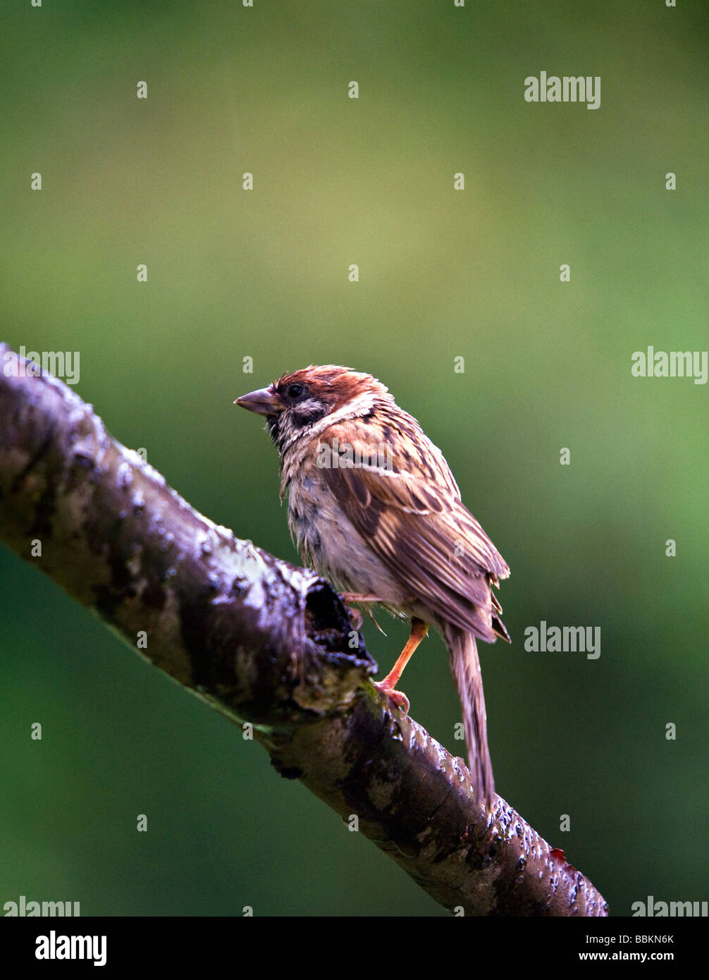 Passer montanus sparrow on branch hi-res stock photography and images ...