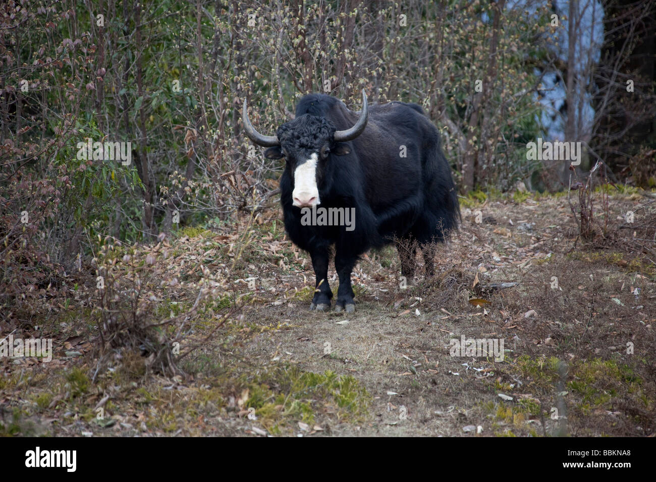 Yak standing facing white nose black fur in Forest Mountain range near ...