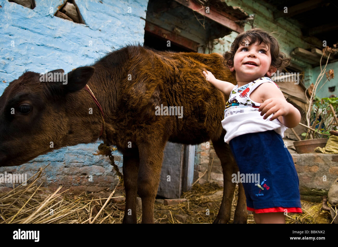 A young boy enjoys playing with a young cow Stock Photo - Alamy