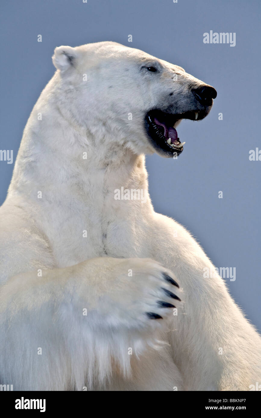 Polar bear (Ursus maritimus Stock Photo - Alamy