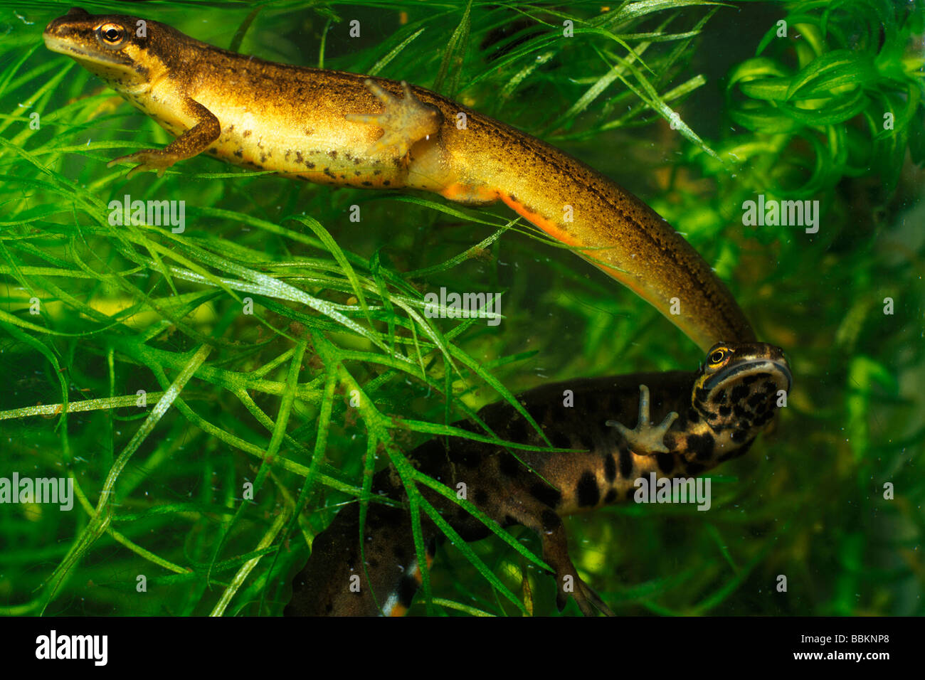 SMOOTH NEWT Triturus vulgaris PAIR IN COURTSHIP Stock Photo - Alamy