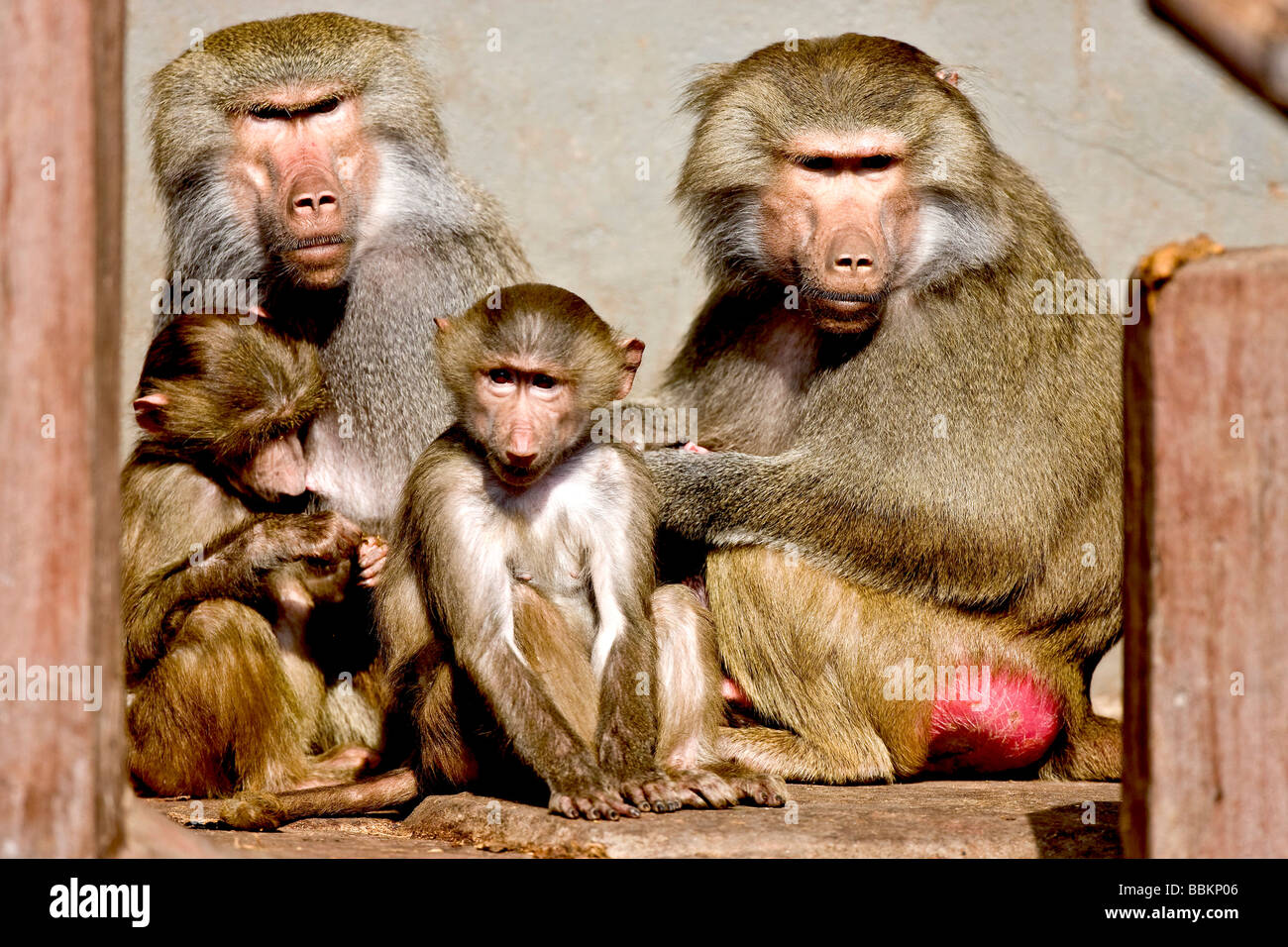 Baboon family (Papio hamadryas Stock Photo - Alamy