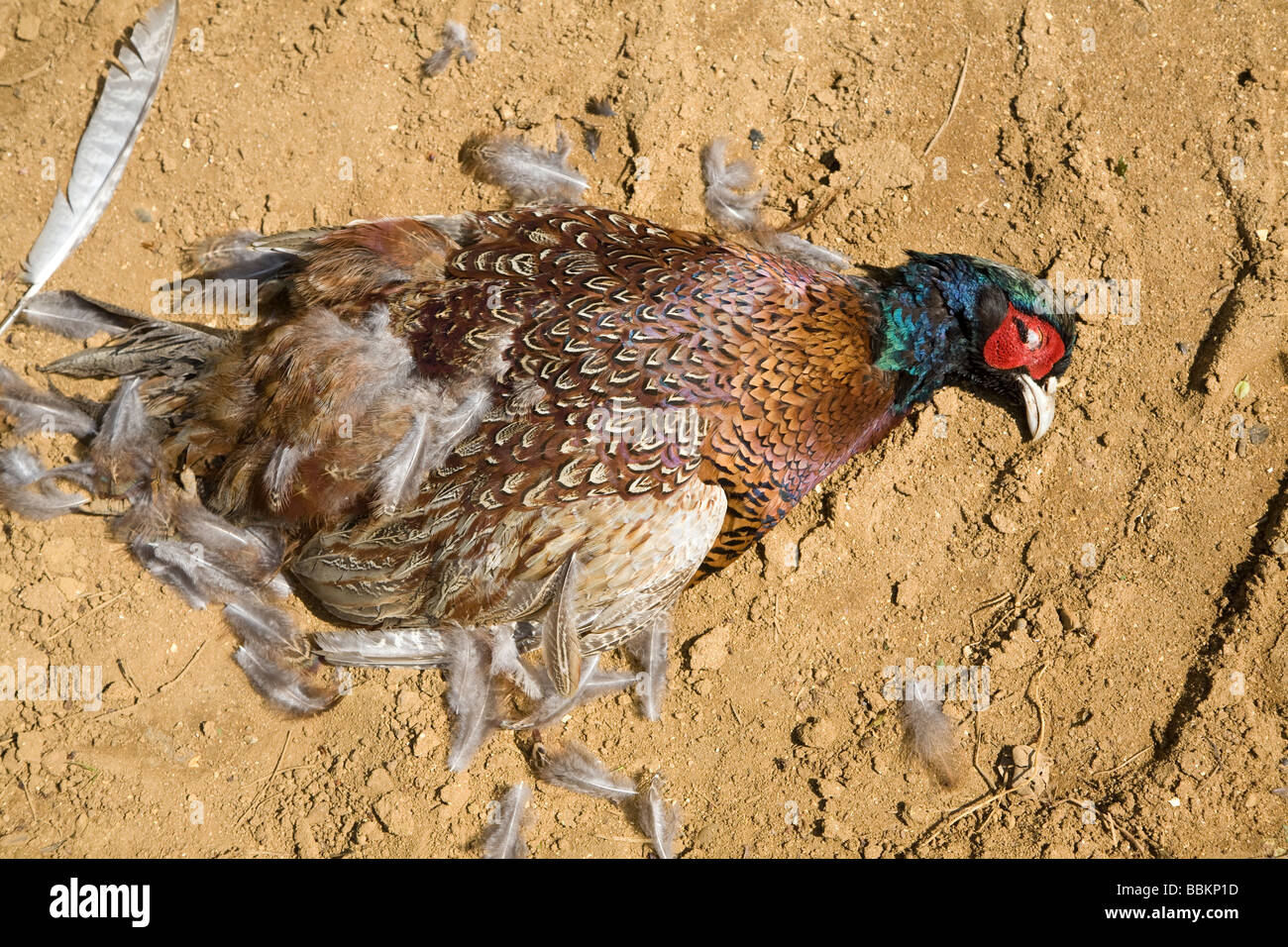 Squashed dead pheasant Stock Photo - Alamy