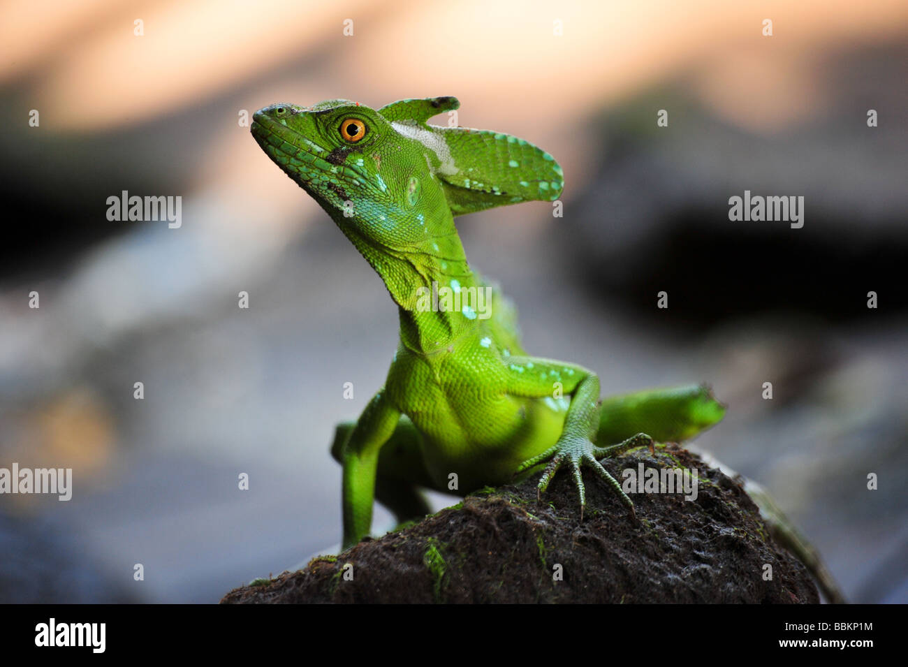 Jesus Lizard Animal