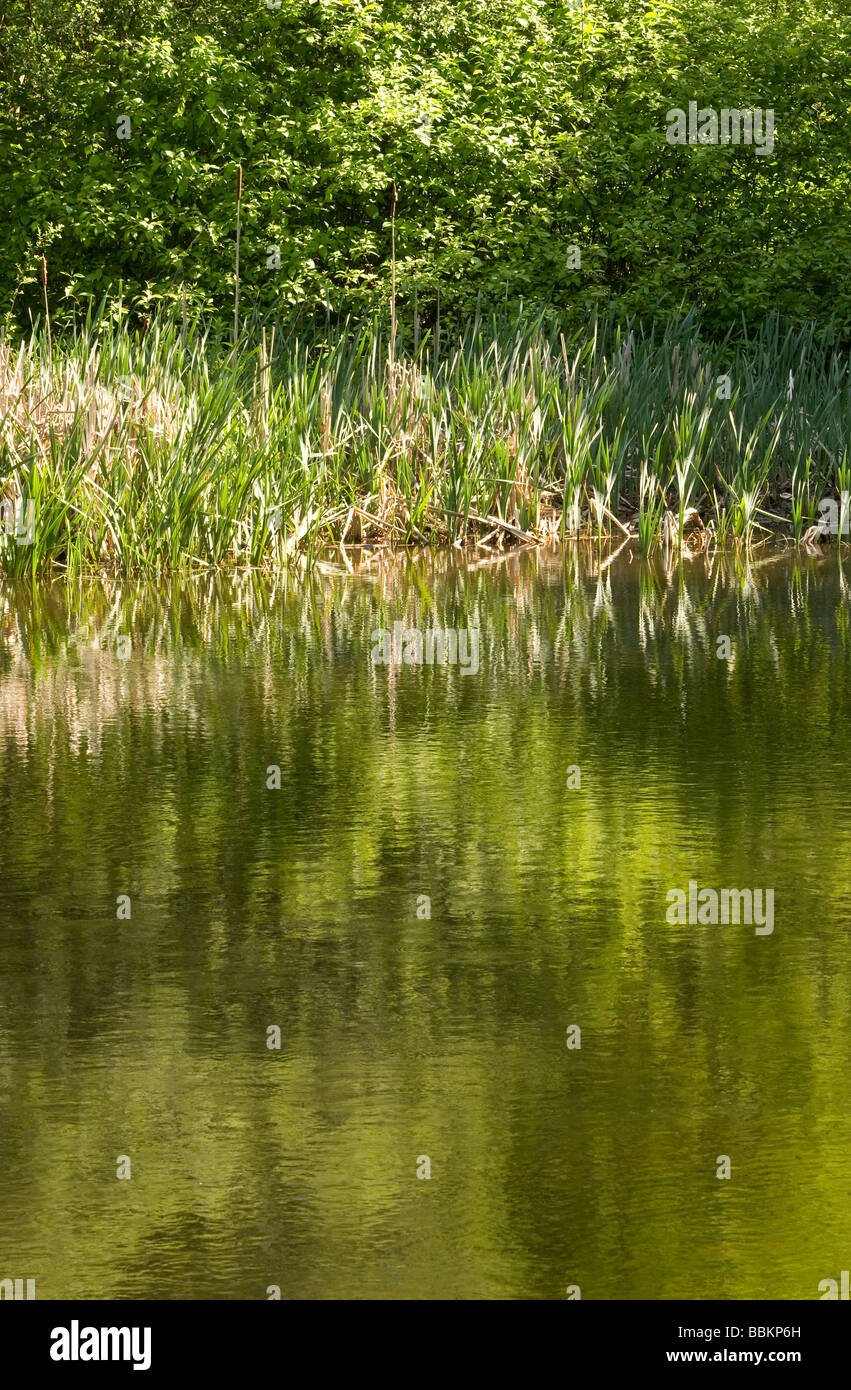 Pond in Mill Wood Penrice on the Gower Peninsula south Wales with ...
