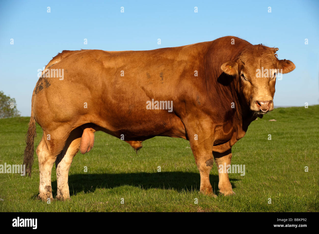 Limousin beef bull in pasture Cumbria Stock Photo - Alamy