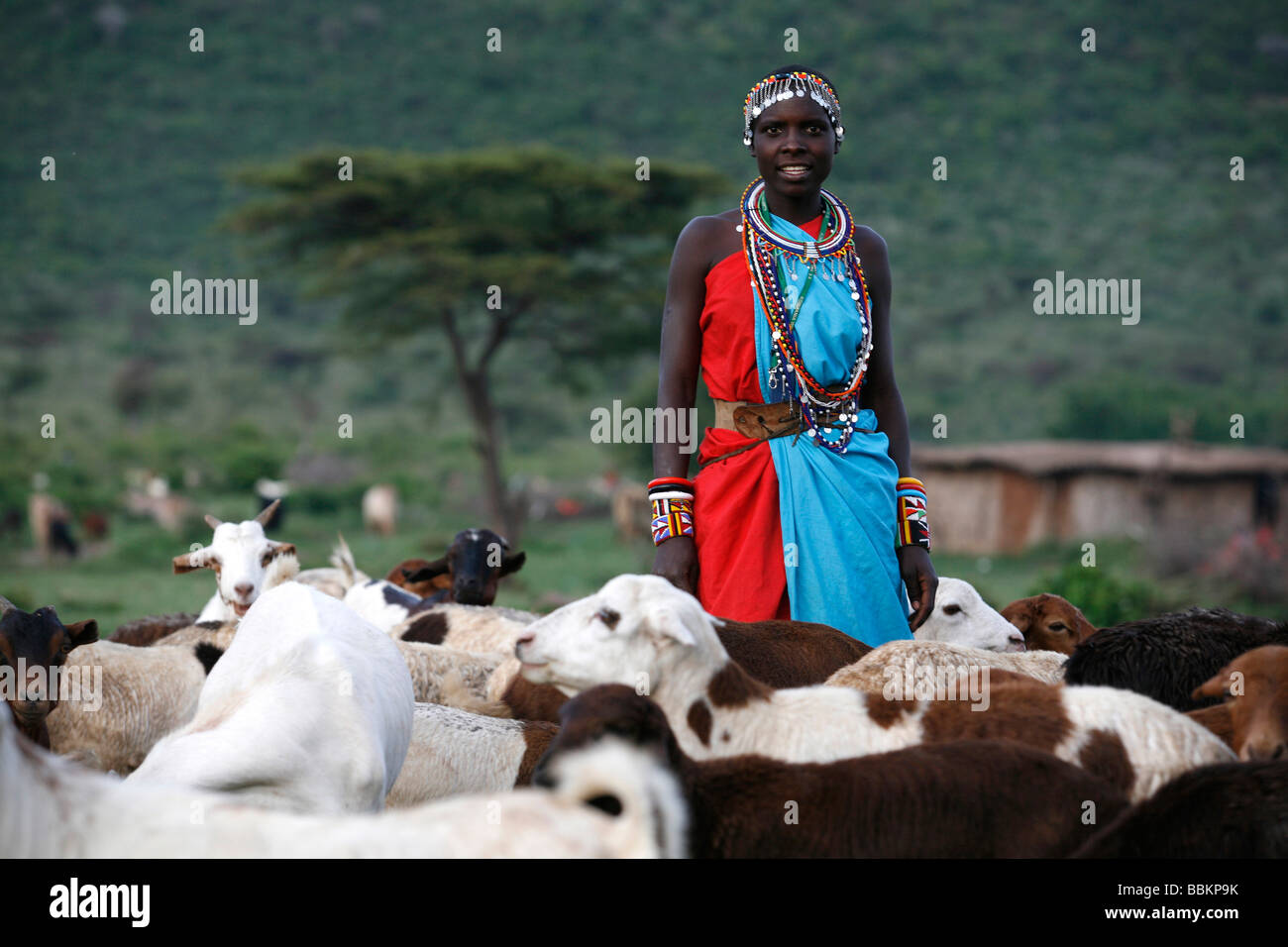 Massai with his animals in the village hi-res stock photography and ...