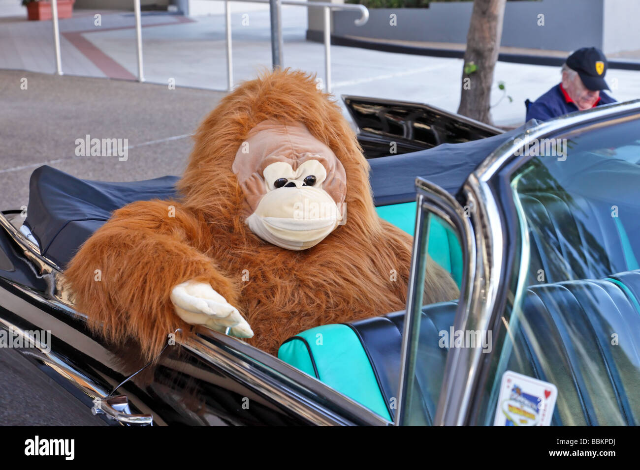 Soft toy monkey sitting in back seat of car Stock Photo - Alamy