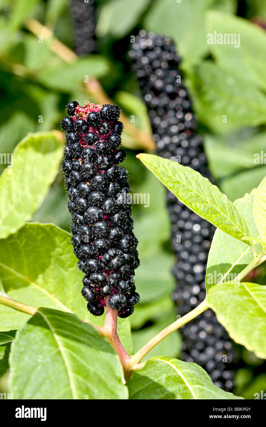 Pokeweeds hi-res stock photography and images - Alamy