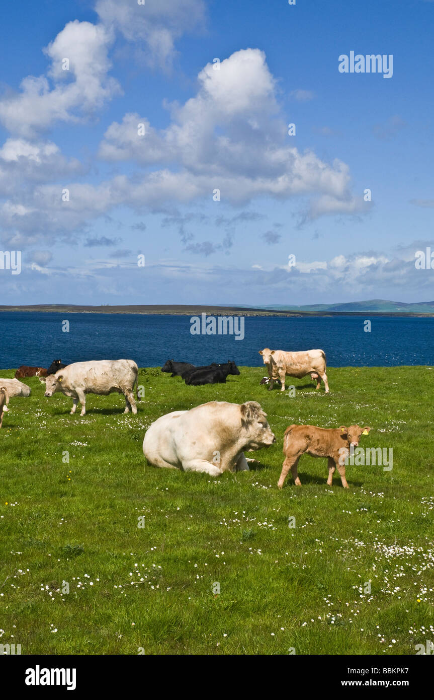 dh Charolais beef bull CATTLE LIVESTOCK UK FARM ANIMALS Farming ...