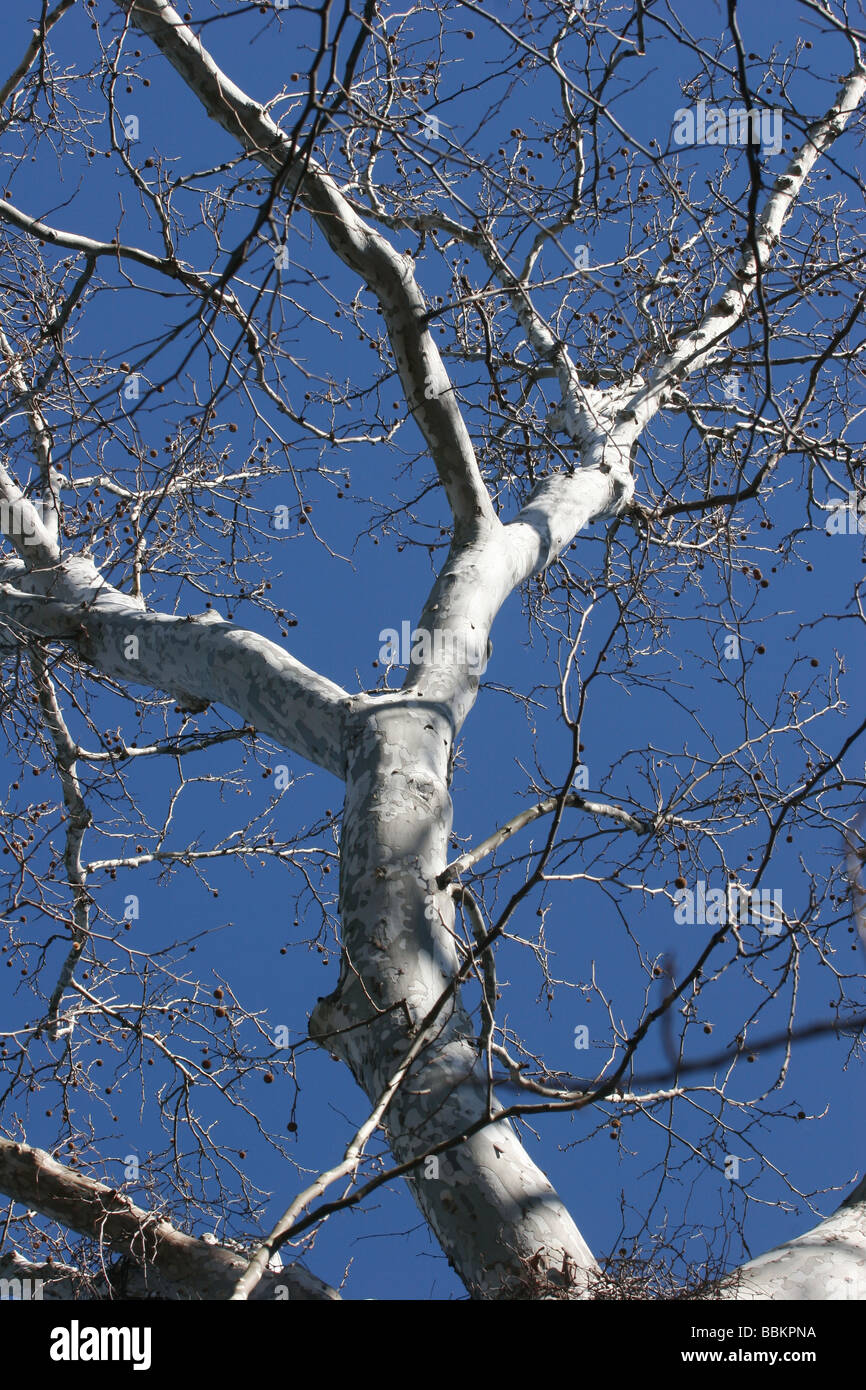 American Sycamore tree(Platanus occidentalis) James river,Virginia ...