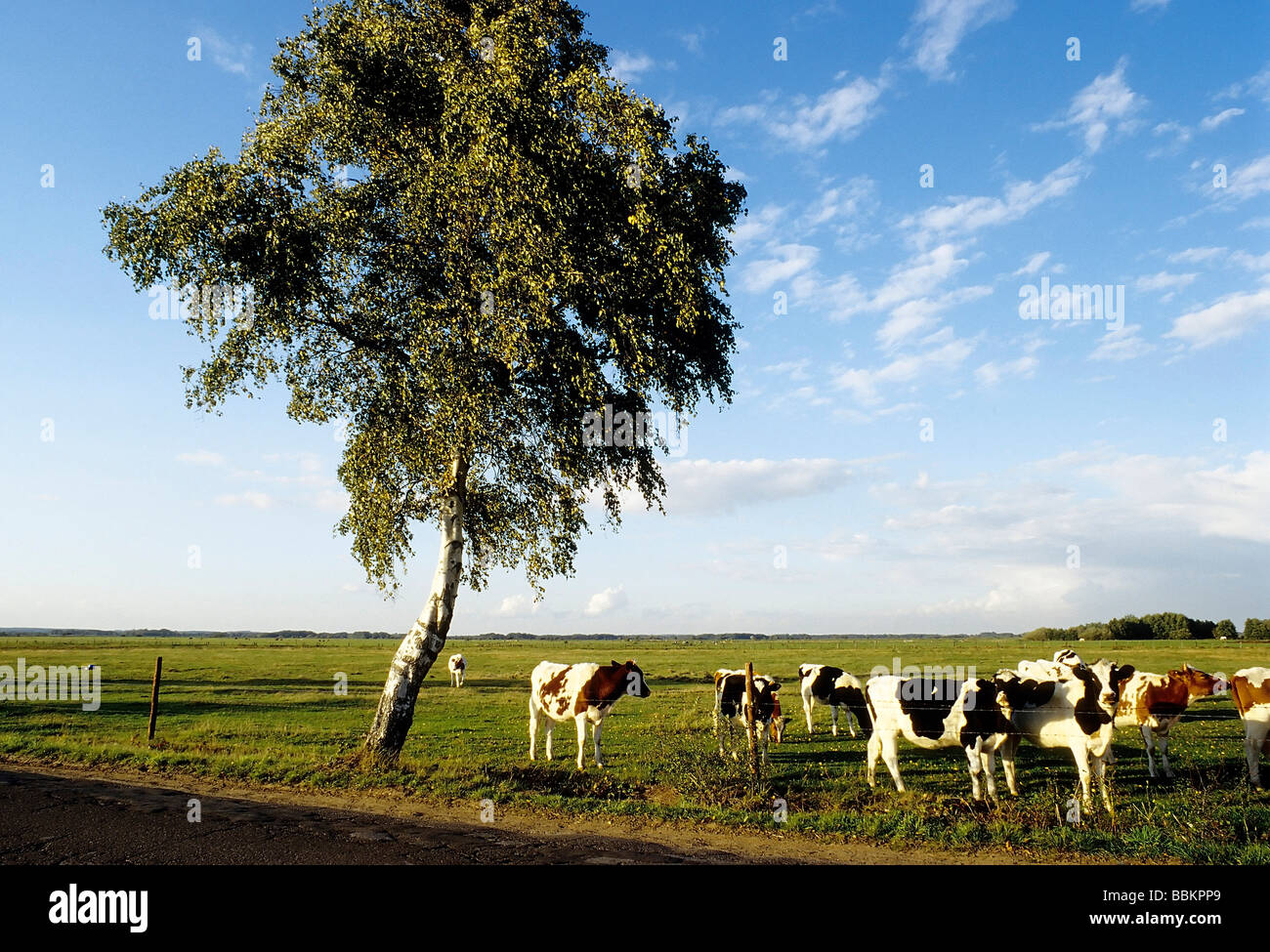 Leafy Cow High Resolution Stock Photography and Images - Alamy