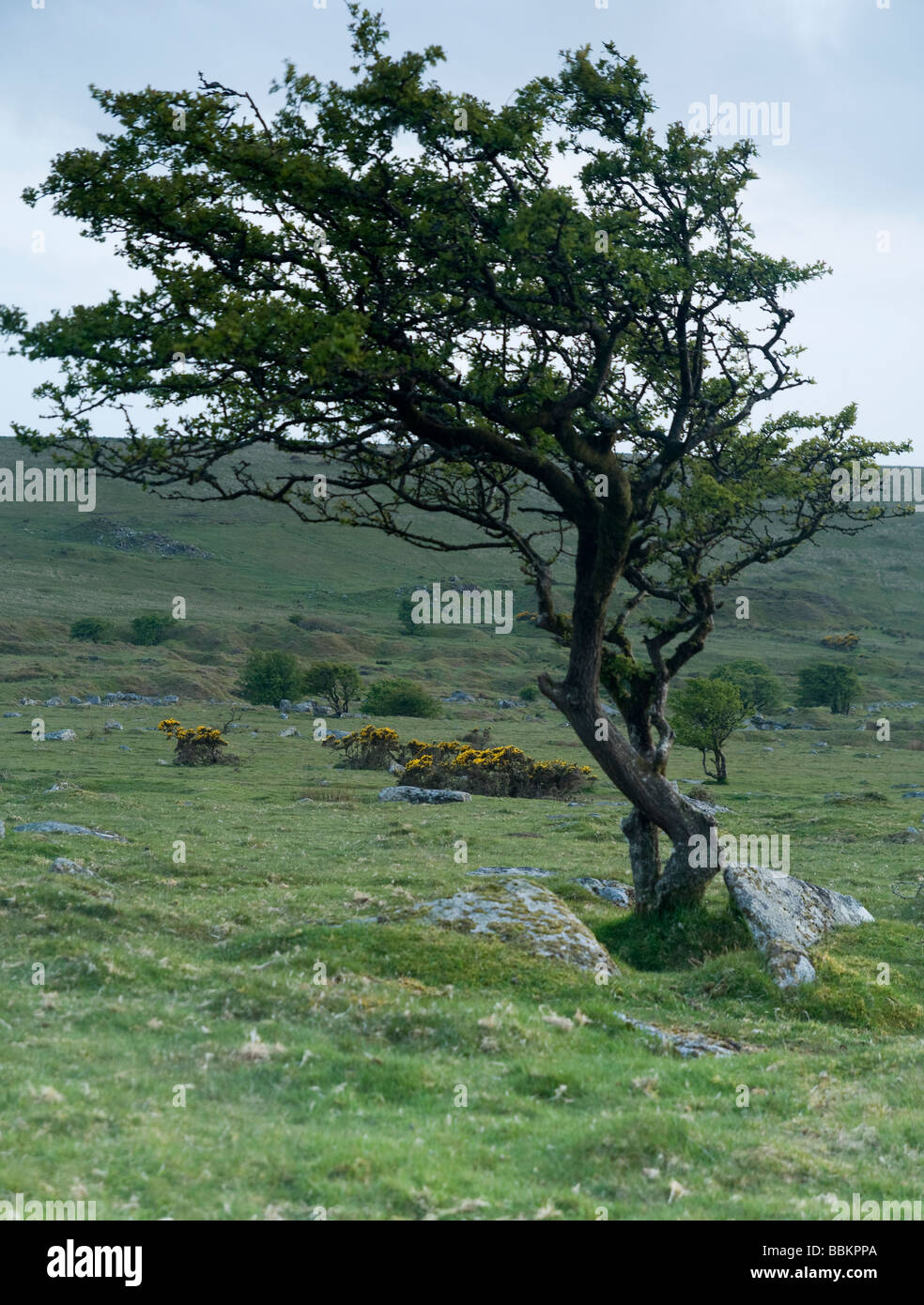 Green moorland hi-res stock photography and images - Alamy