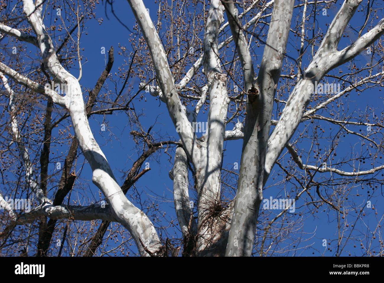 American Sycamore tree(Platanus occidentalis) James river,Virginia ...