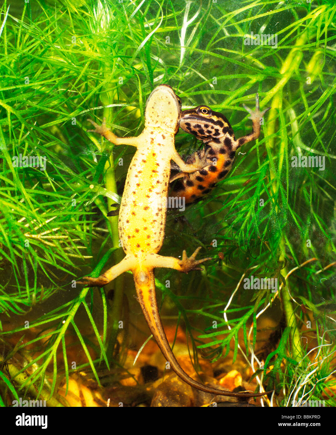 SMOOTH NEWT Triturus vulgaris PAIR IN COURTSHIP Stock Photo - Alamy