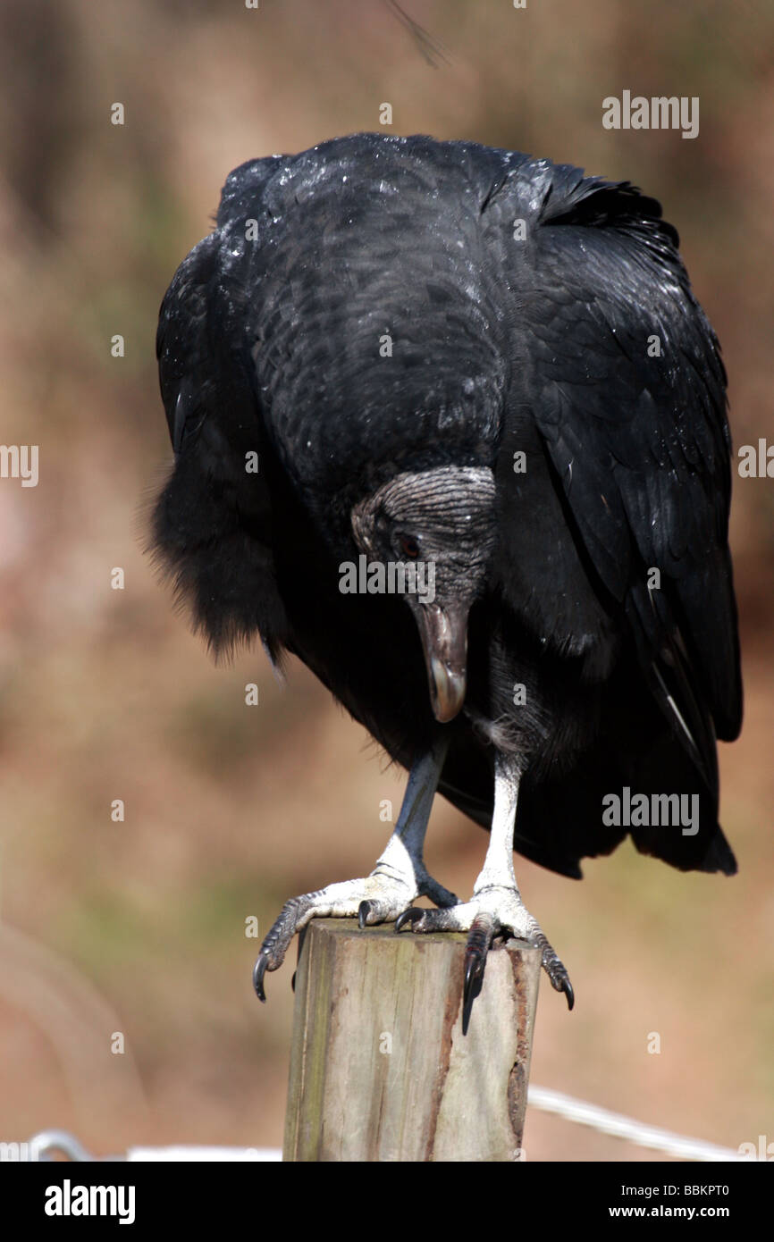 American Black Vulture (Coragyps atratus), Dutch Gap conservation area ...