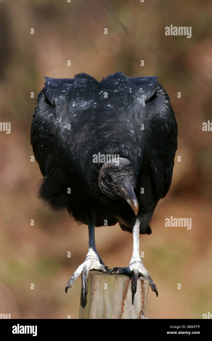 American Black Vulture (Coragyps atratus), Dutch Gap conservation area ...